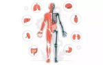 Stem Cells - HBN Show